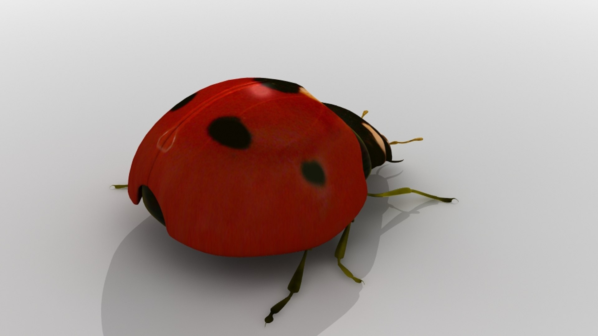 Ladybug Lady Bug 3d Model