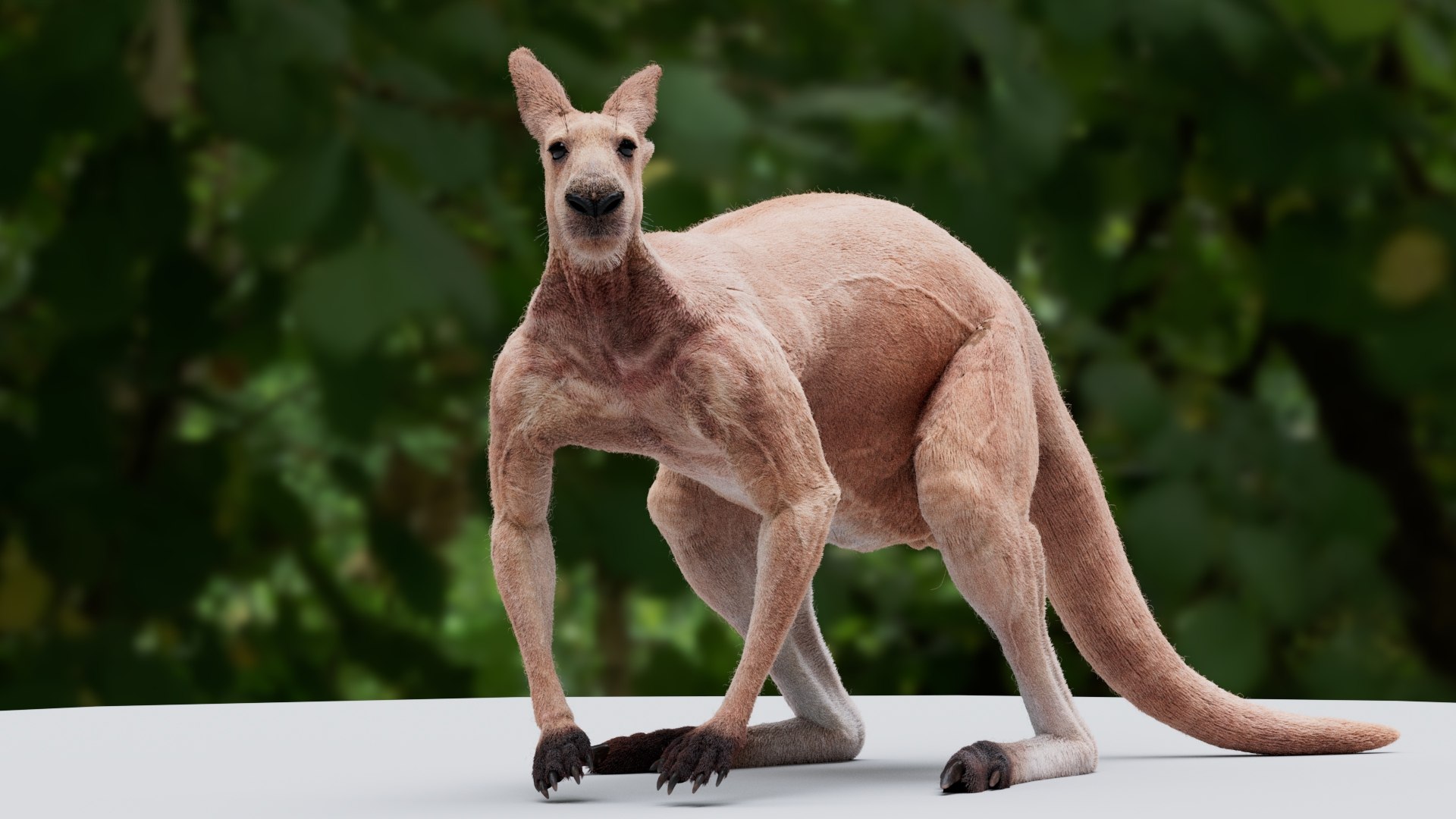 Kangaroo RIGGED 3D Model - TurboSquid 2067431