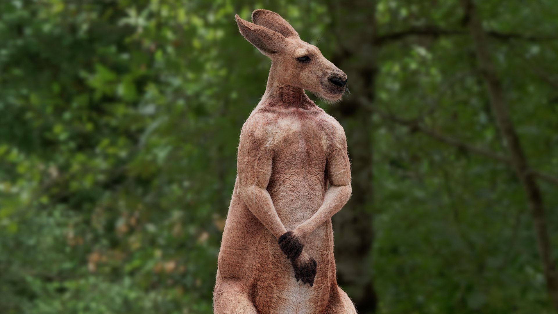 Kangaroo RIGGED 3D Model - TurboSquid 2067431