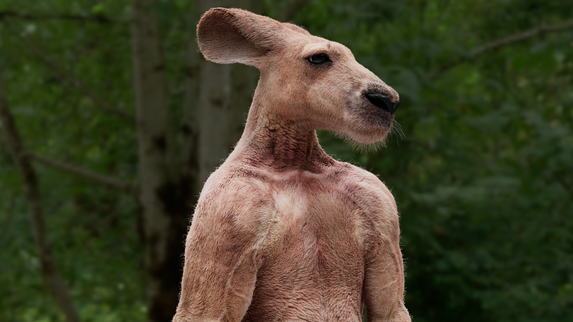 Kangaroo RIGGED 3D Model - TurboSquid 2067431