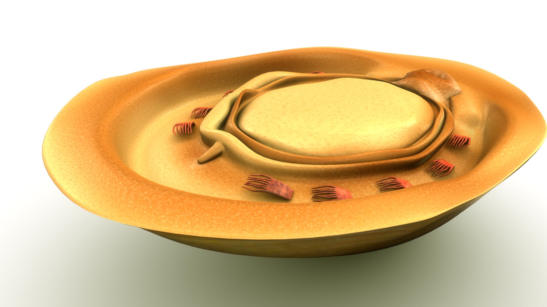 neopilina monoplacophoran polyplacophoran obj