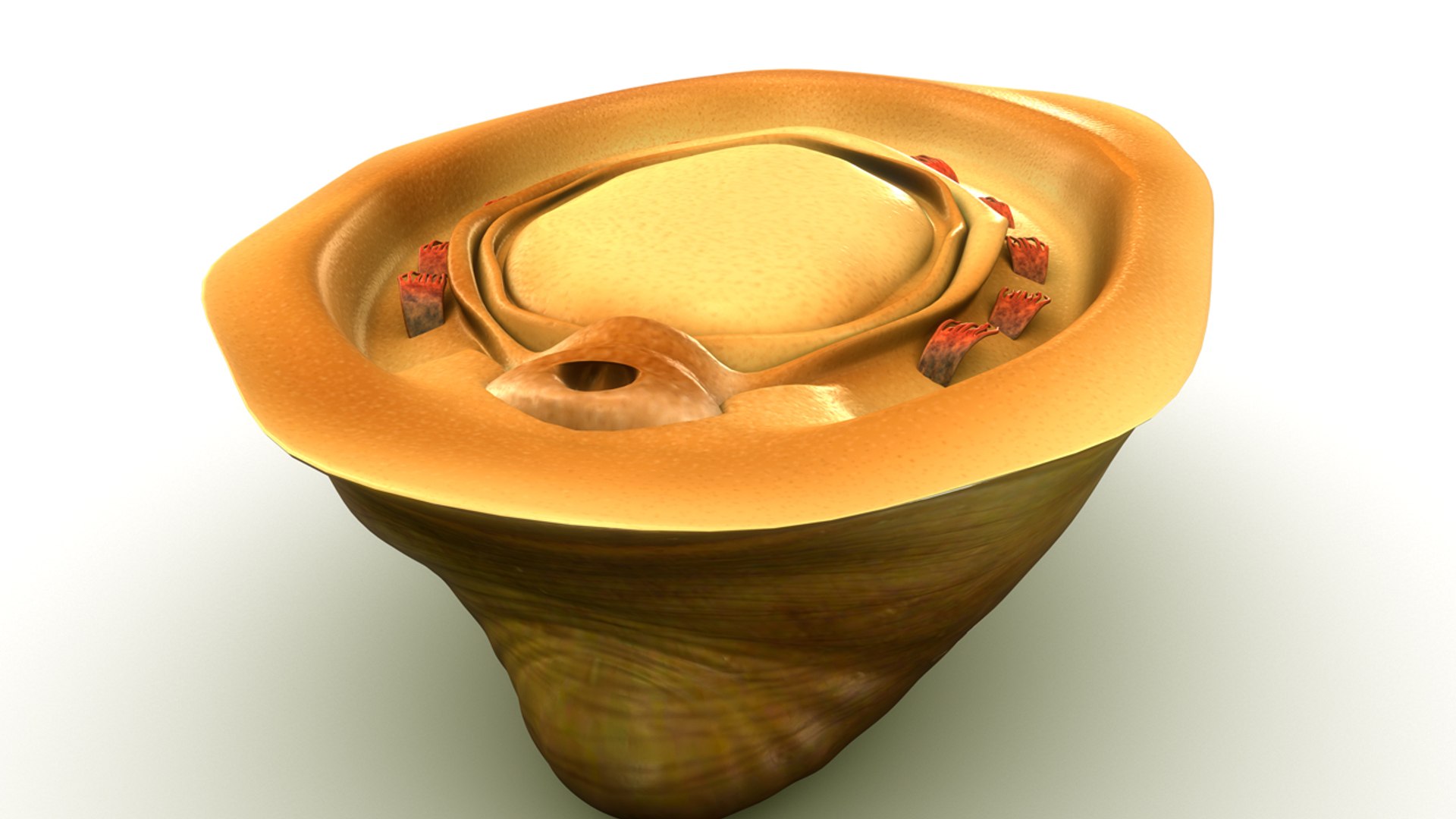 neopilina monoplacophoran polyplacophoran obj