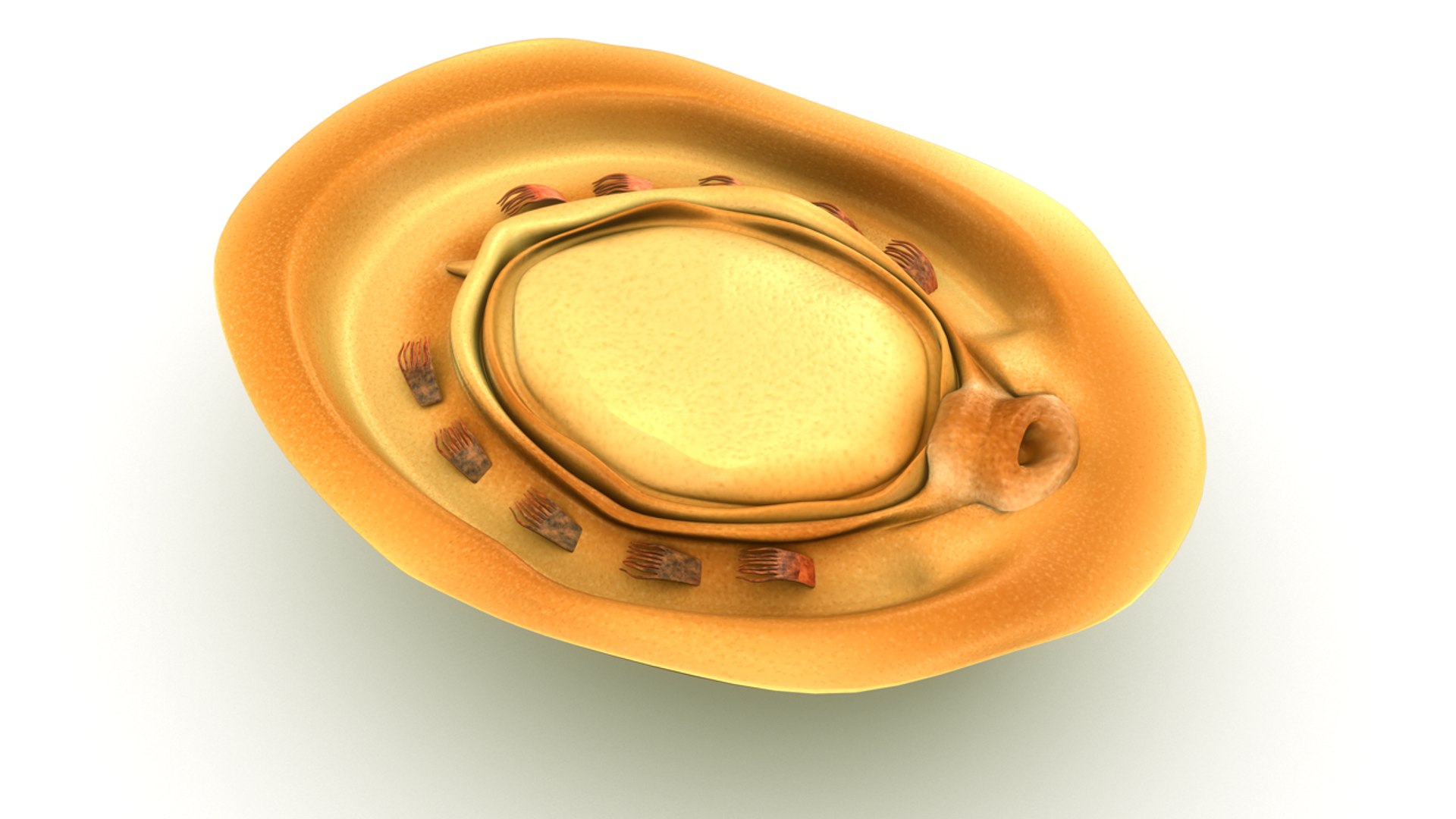 neopilina monoplacophoran polyplacophoran obj