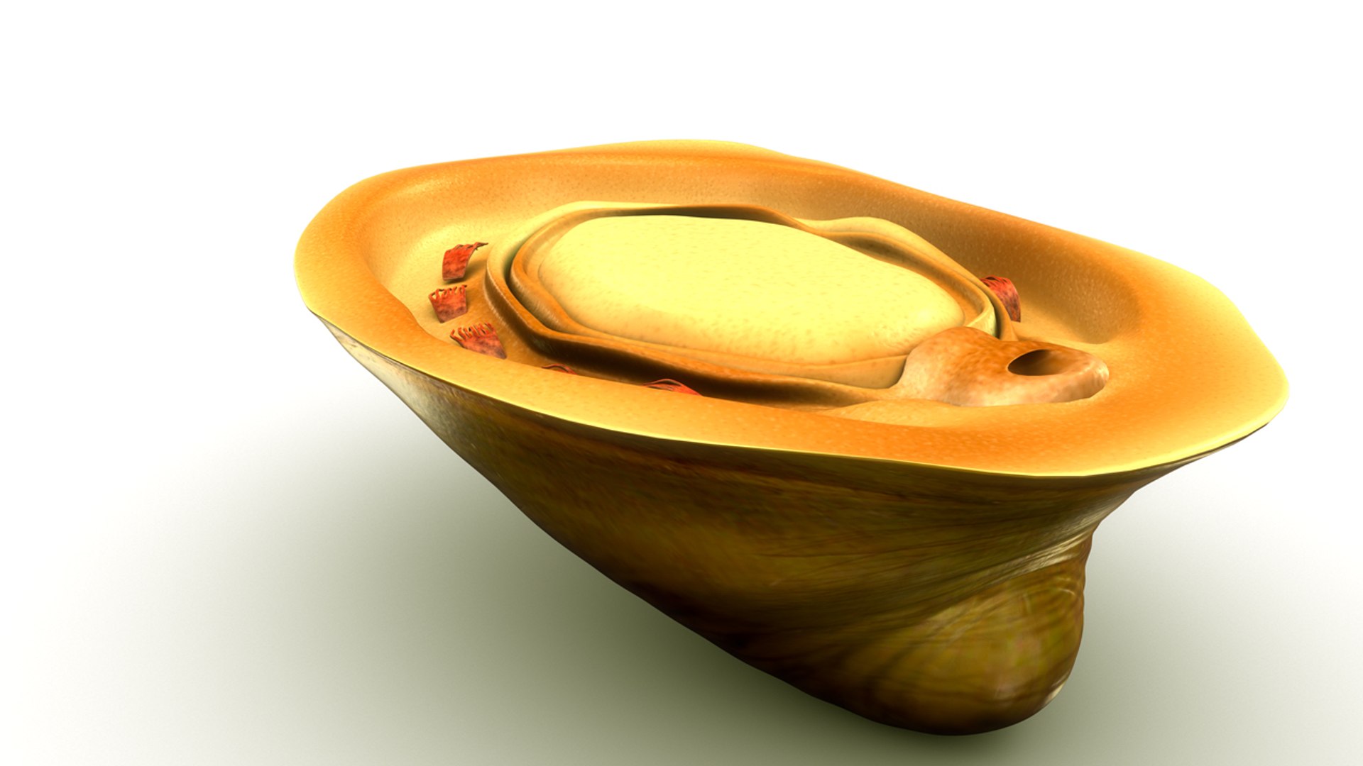 neopilina monoplacophoran polyplacophoran obj