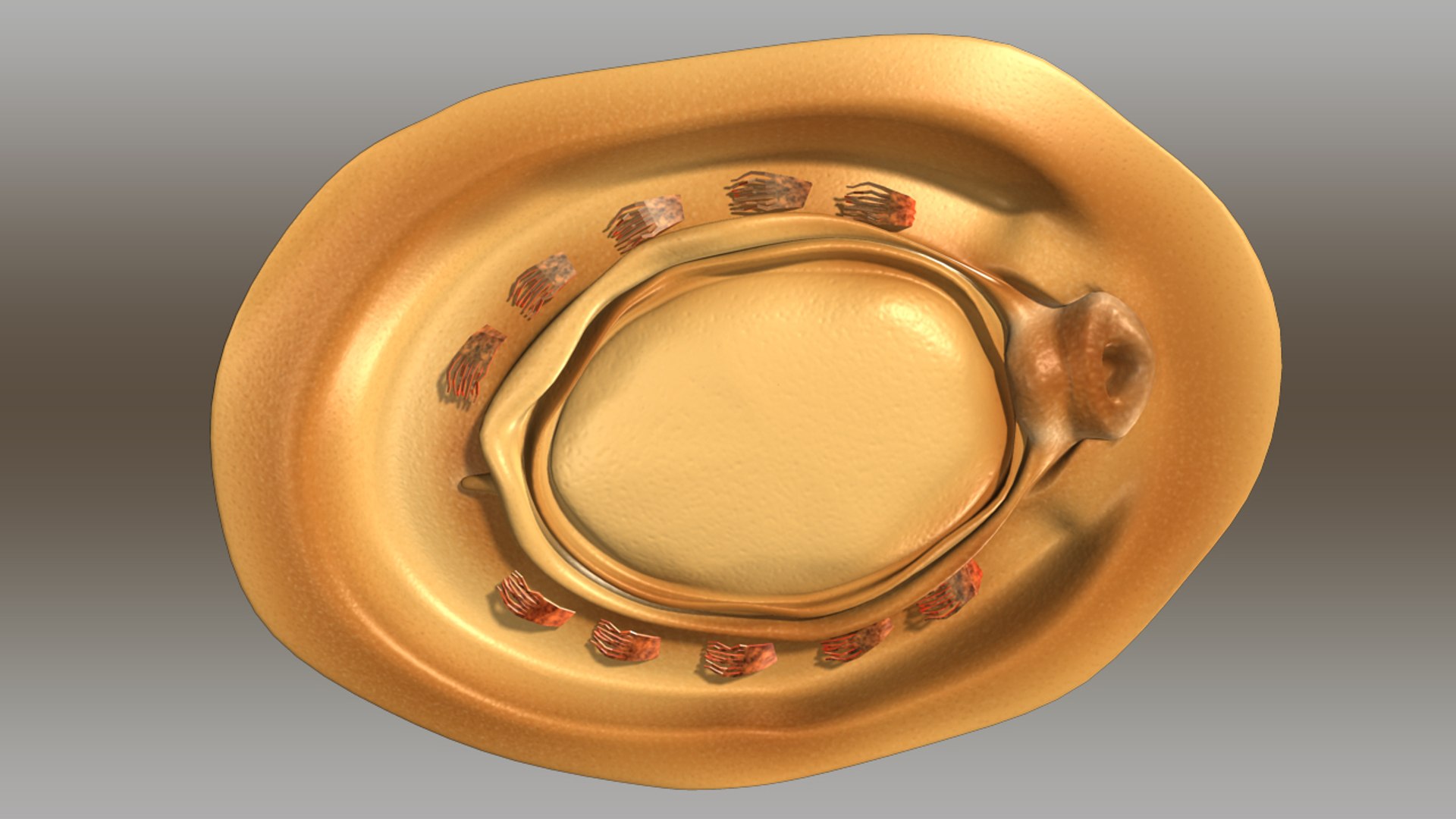 neopilina monoplacophoran polyplacophoran obj