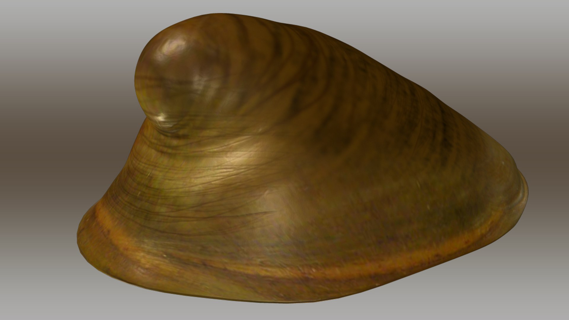 neopilina monoplacophoran polyplacophoran obj