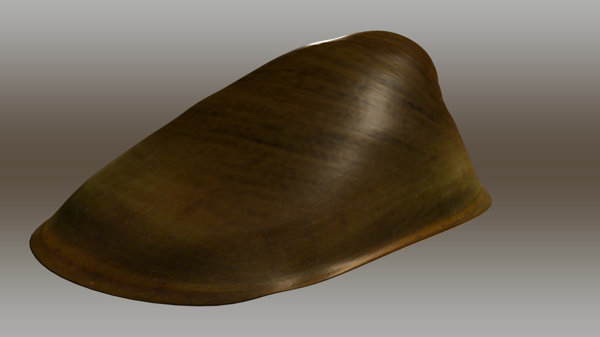 neopilina monoplacophoran polyplacophoran obj