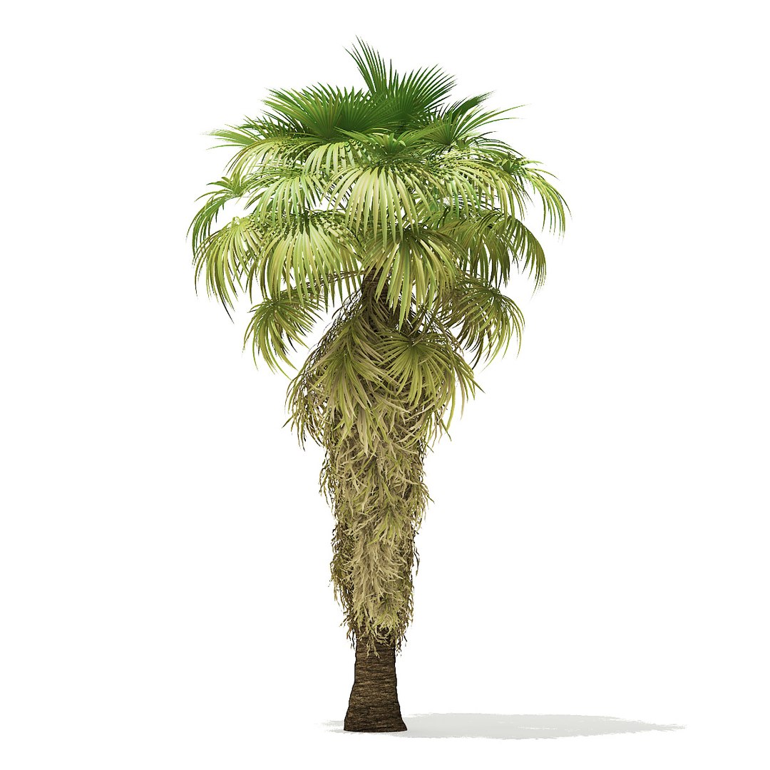 3D California Palm Tree 8m - TurboSquid 1354986