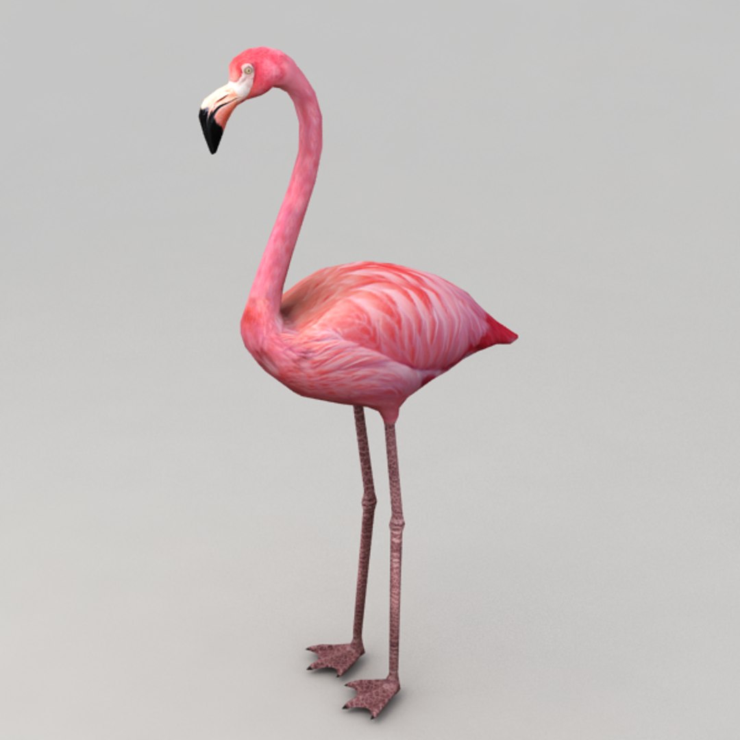 3d Flamingo Rigged Model