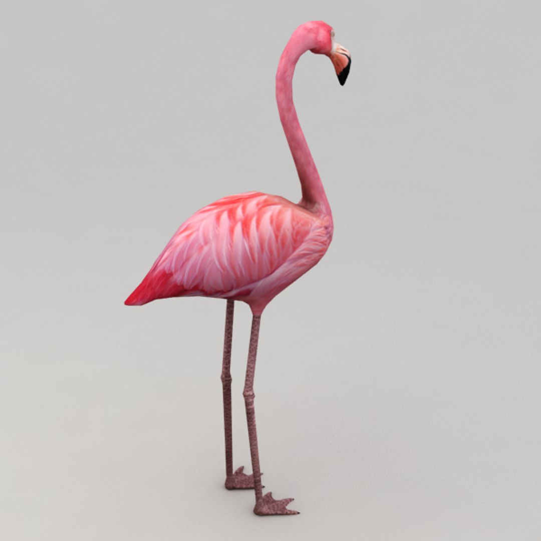 3d Flamingo Rigged Model