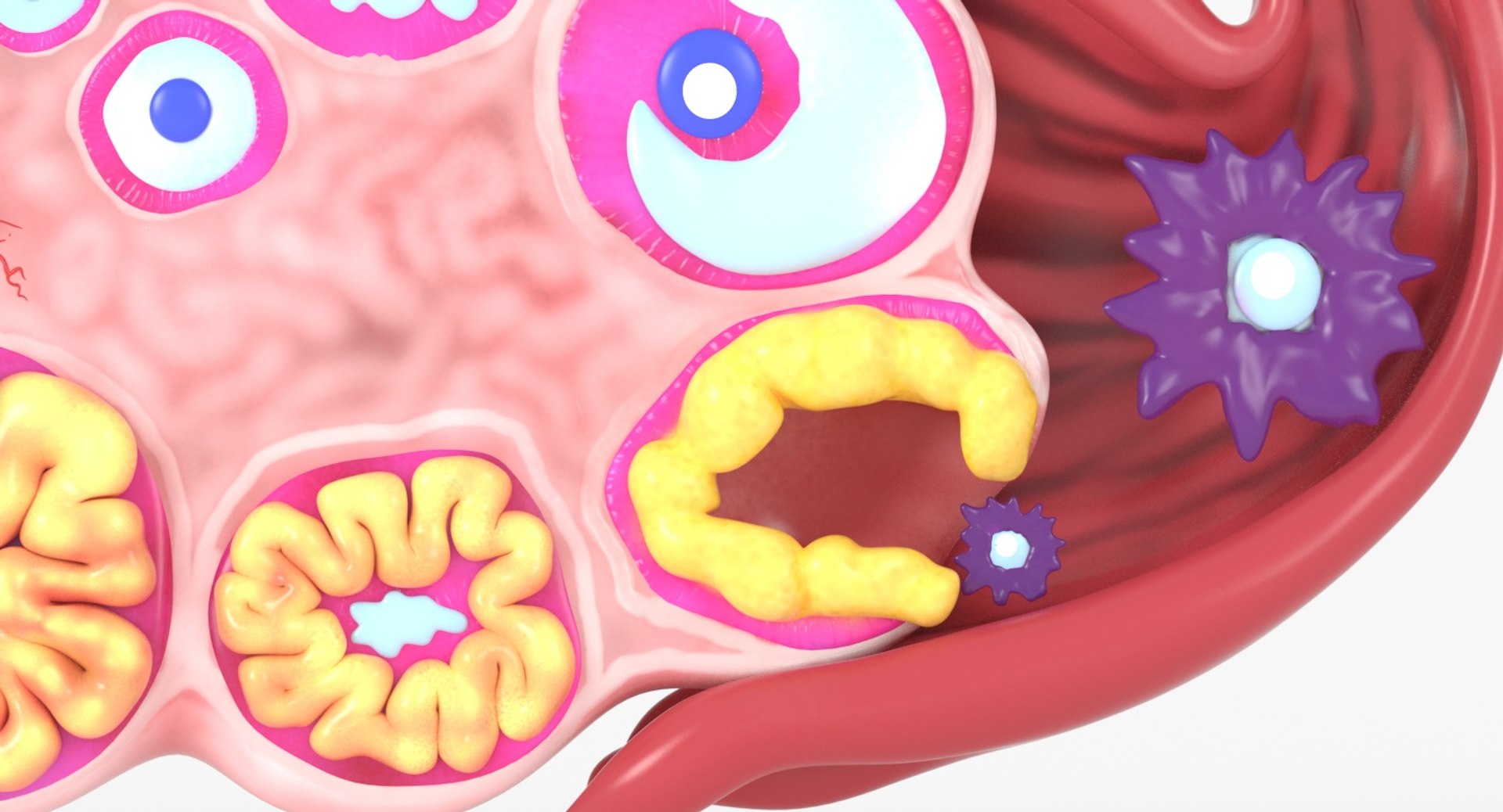 Ovulation Cycle 3D Model - TurboSquid 1358383