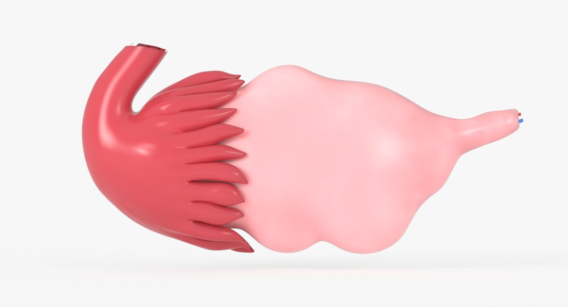 Ovulation Cycle 3D Model - TurboSquid 1358383