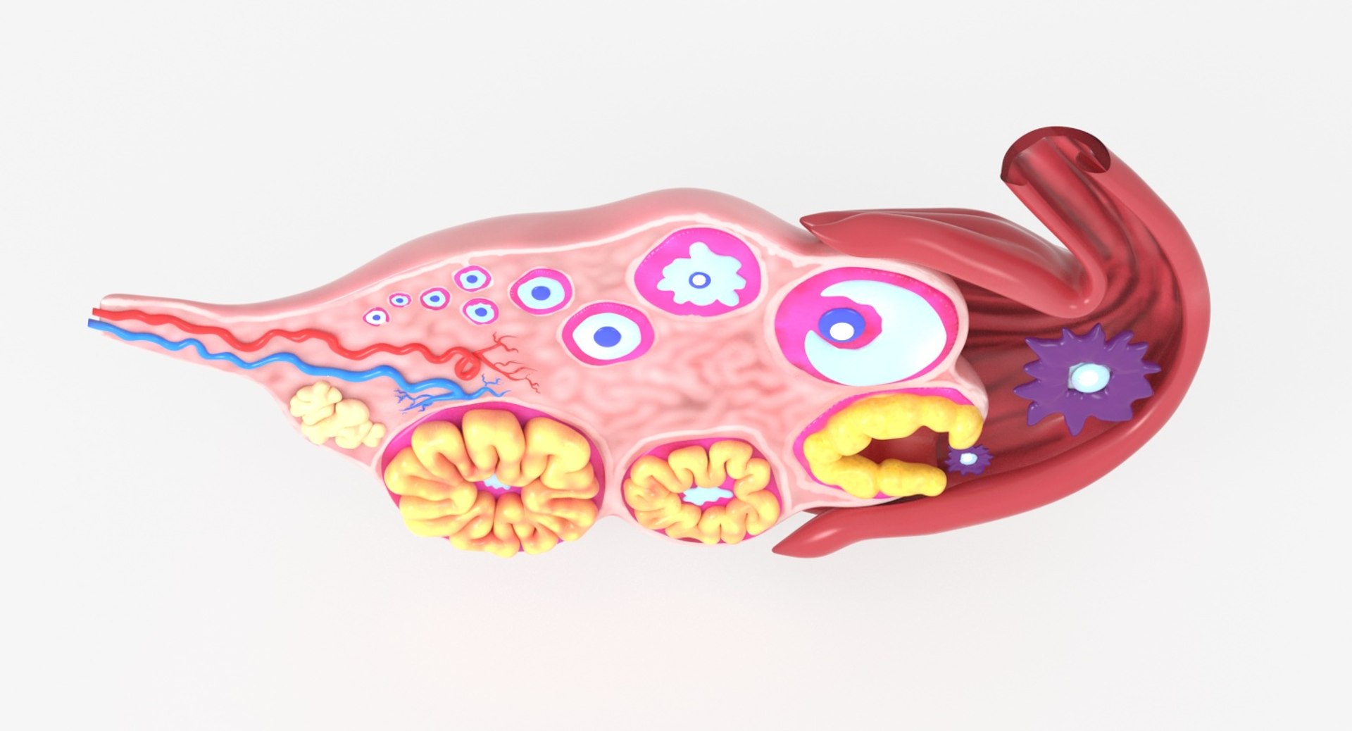 Ovulation Cycle 3D Model - TurboSquid 1358383