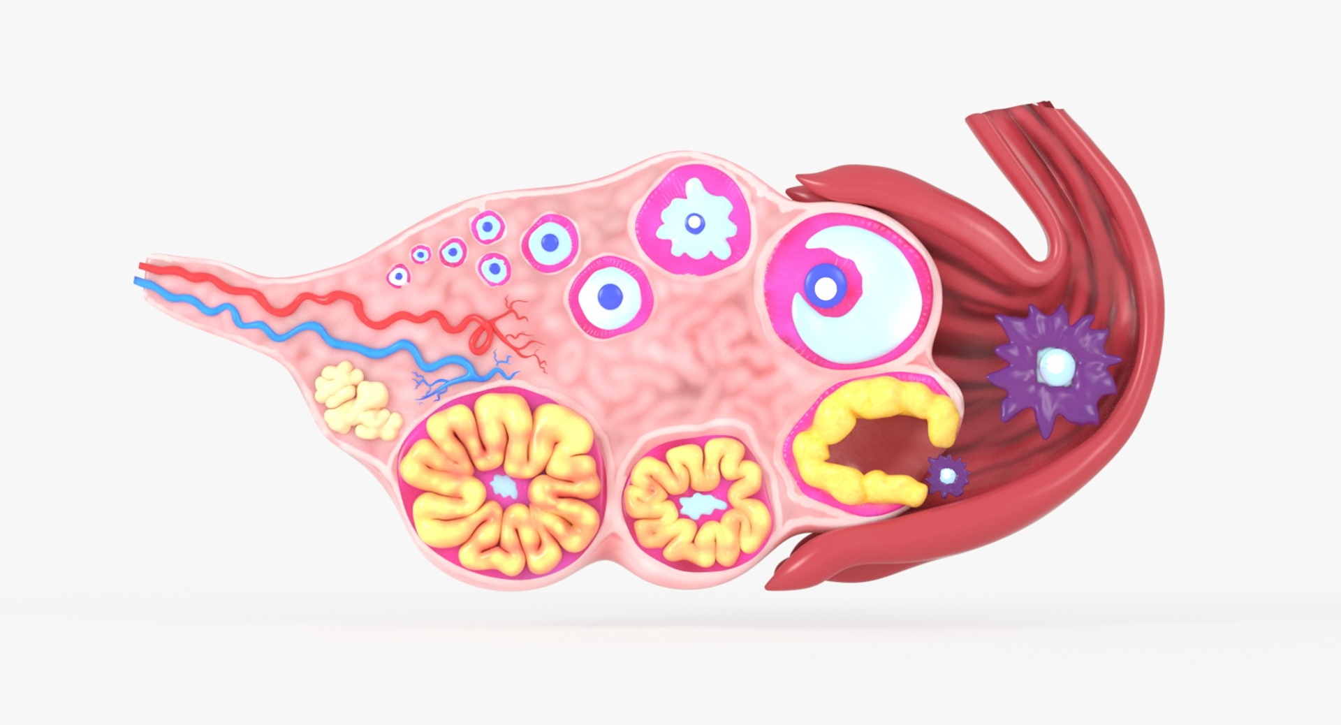 Ovulation Cycle 3D Model - TurboSquid 1358383