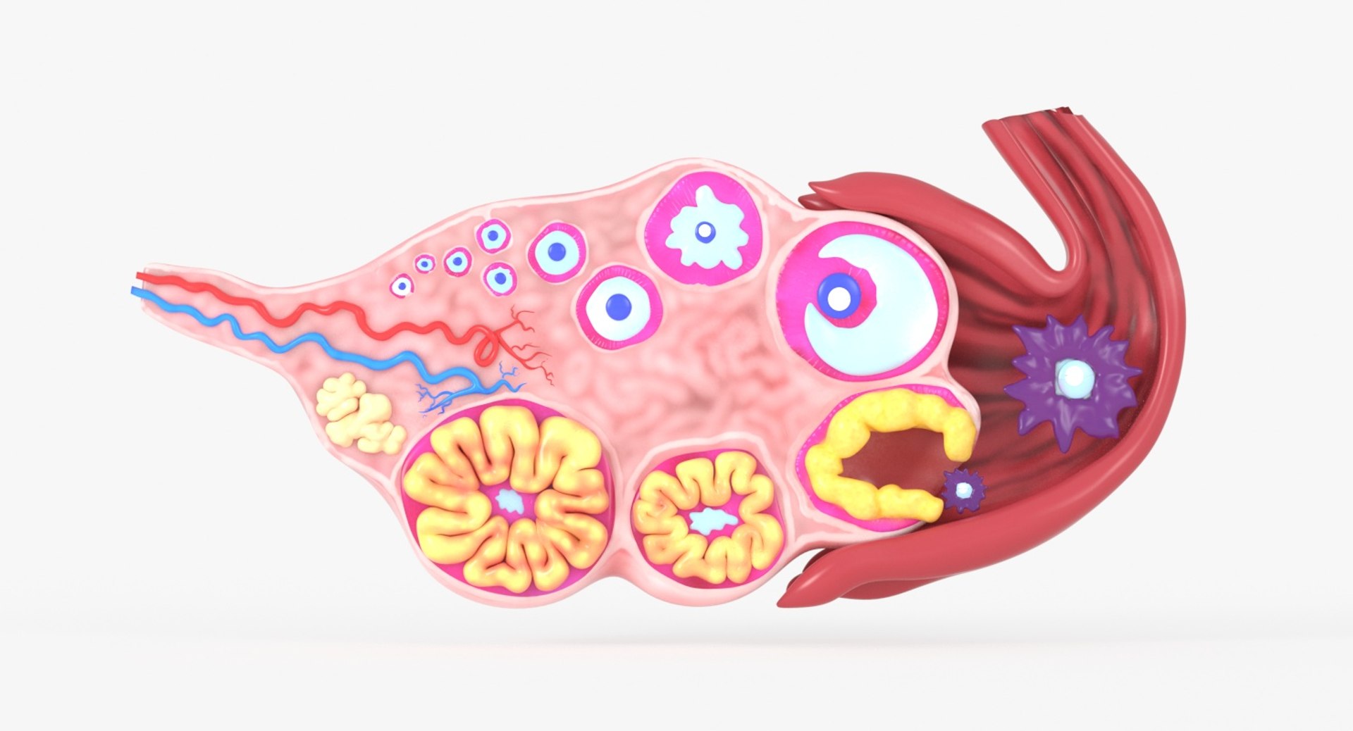Ovulation Cycle 3D Model - TurboSquid 1358383