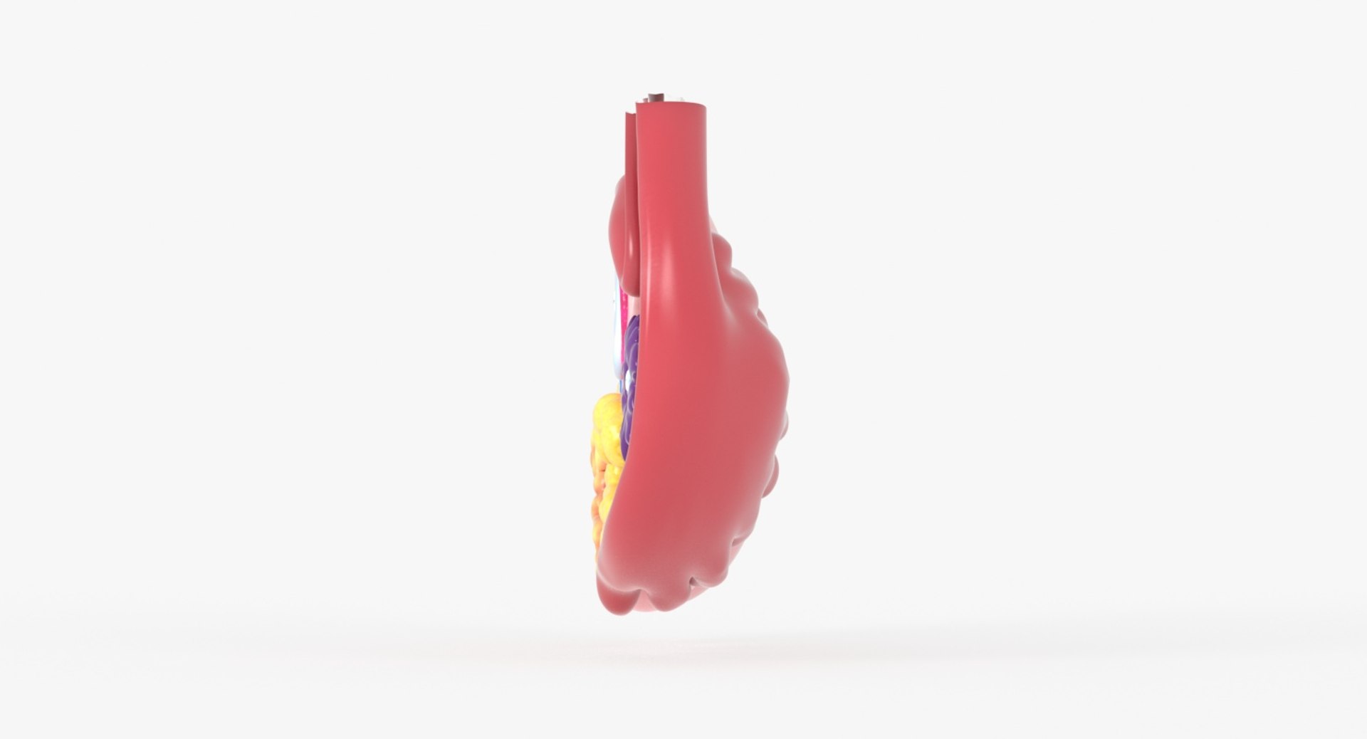 Ovulation Cycle 3D Model - TurboSquid 1358383