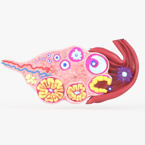 Ovulation cycle 3D model - TurboSquid 1358383