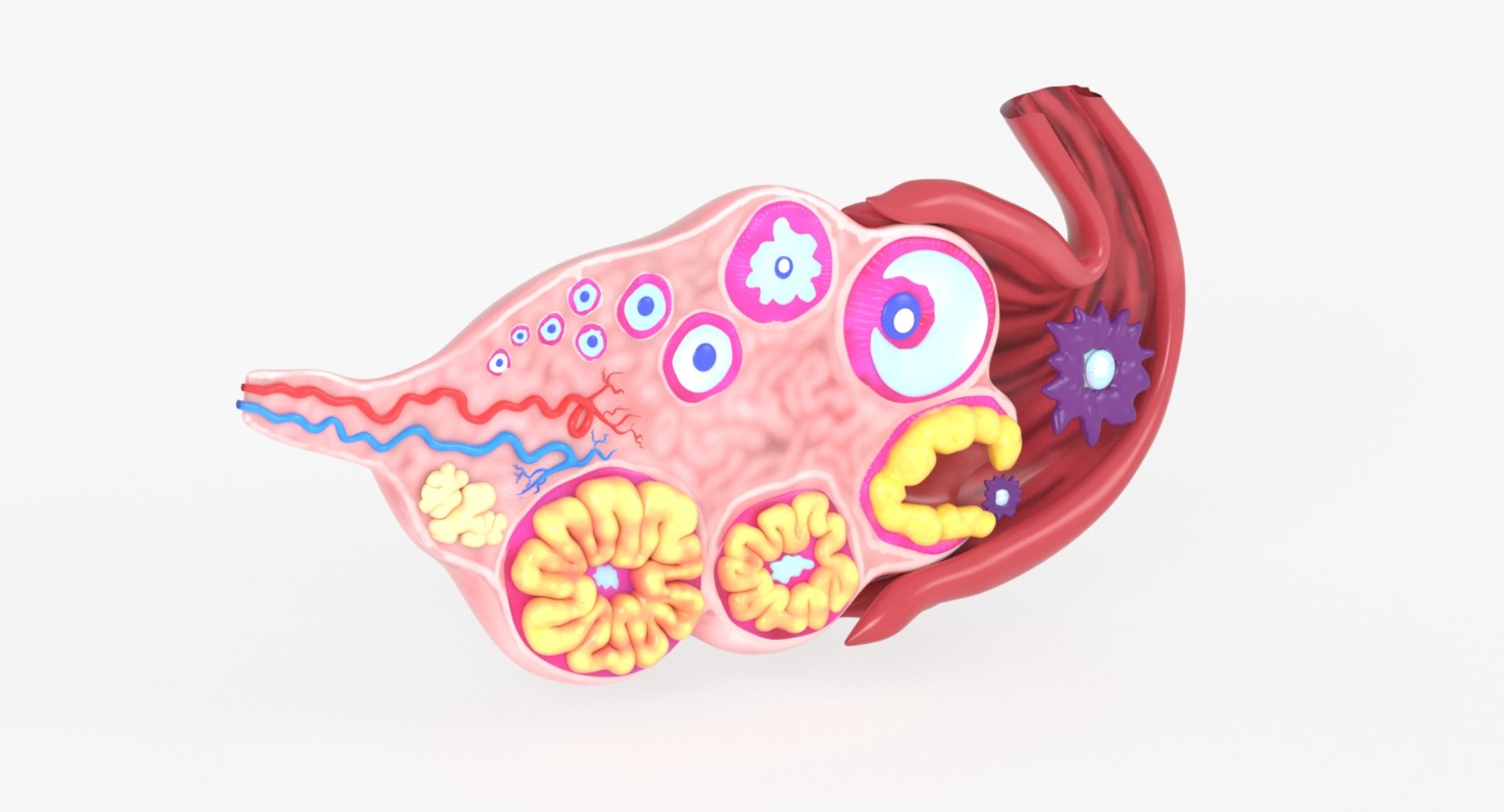 Ovulation Cycle 3D Model - TurboSquid 1358383