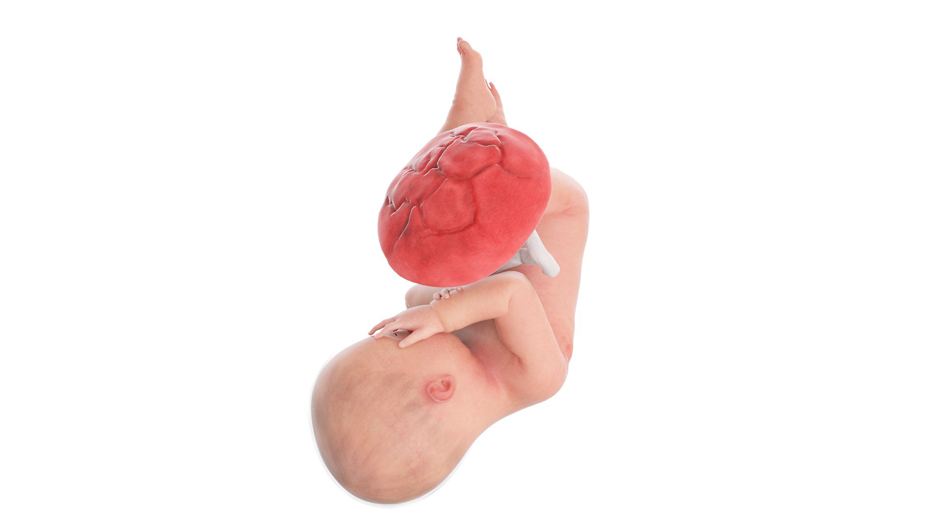 Fetus Week 41 Animated Model - TurboSquid 1851068