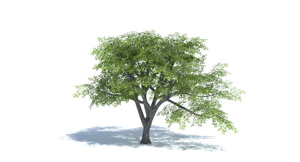 3d oak tree
