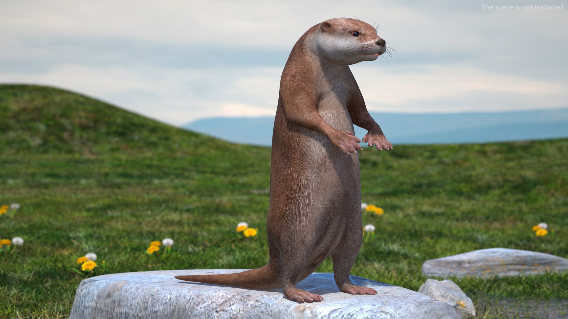 North American River Otter Rigged For Cinema 4D 3D Model - TurboSquid ...