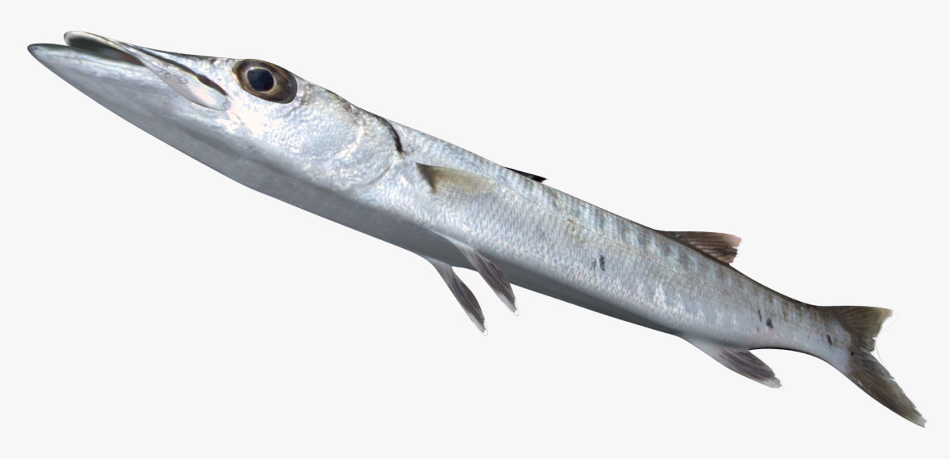 Barracuda 3D Model - TurboSquid 1174567