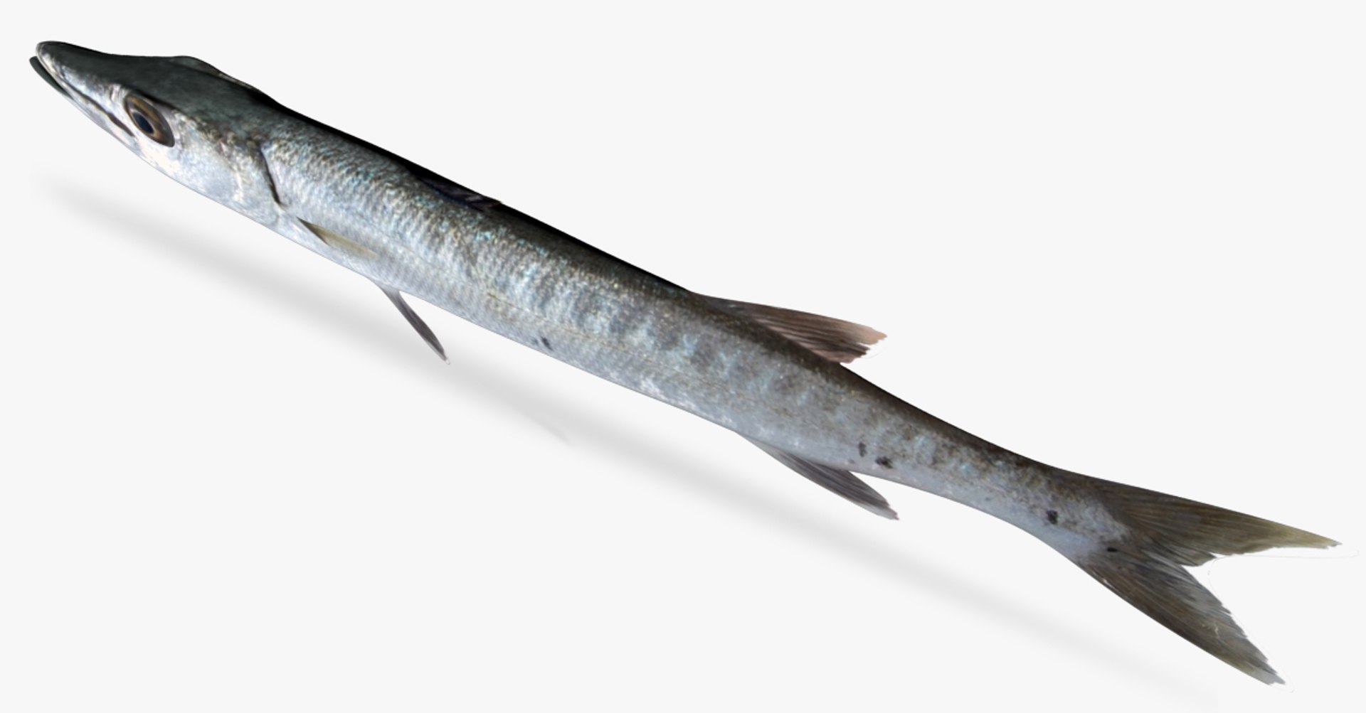 Barracuda 3D Model - TurboSquid 1174567