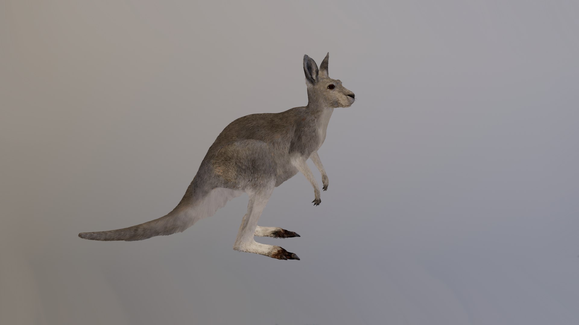 Wallaroo 3D Model - TurboSquid 1930857