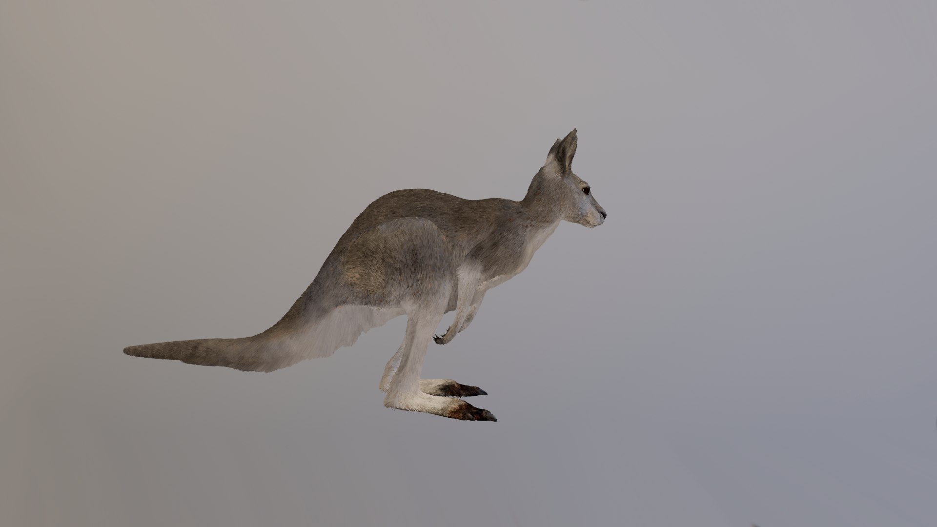 Wallaroo 3D Model - TurboSquid 1930857