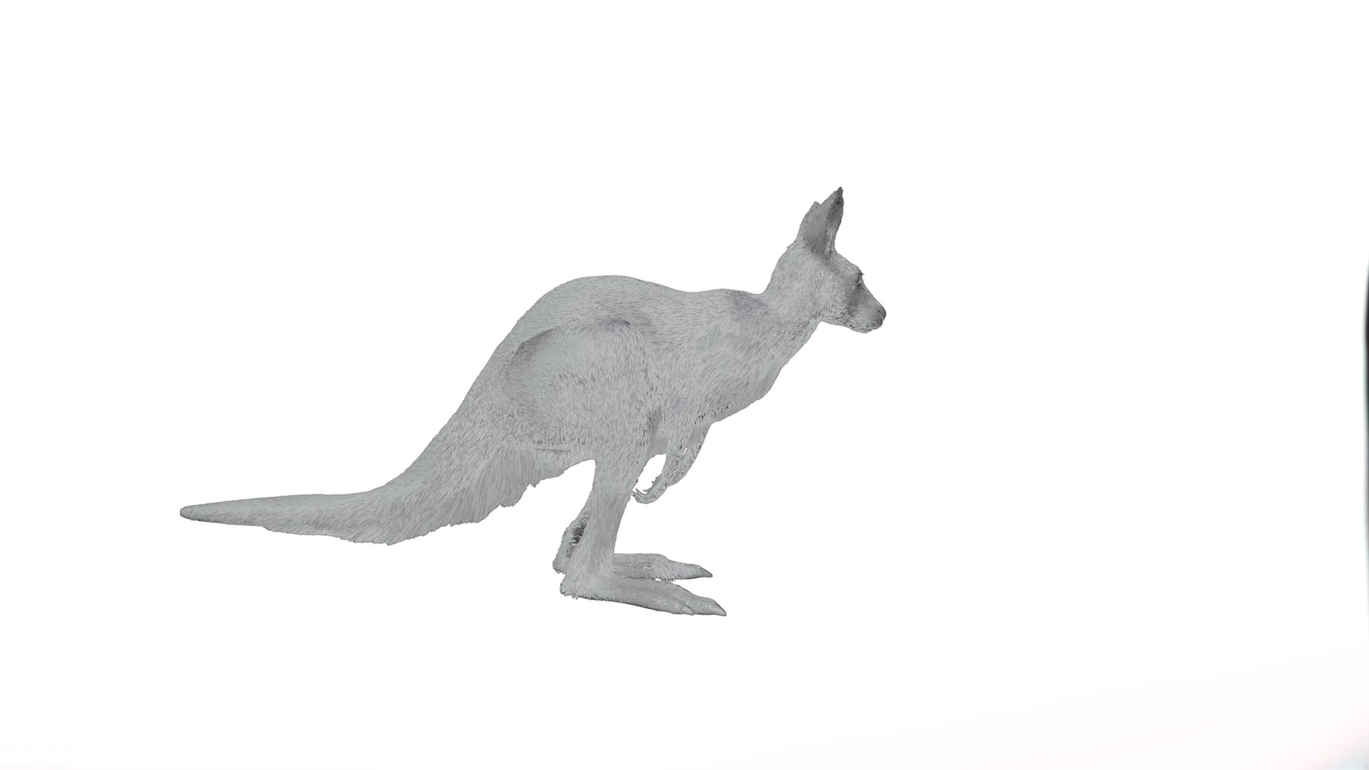 Wallaroo 3D Model - TurboSquid 1930857