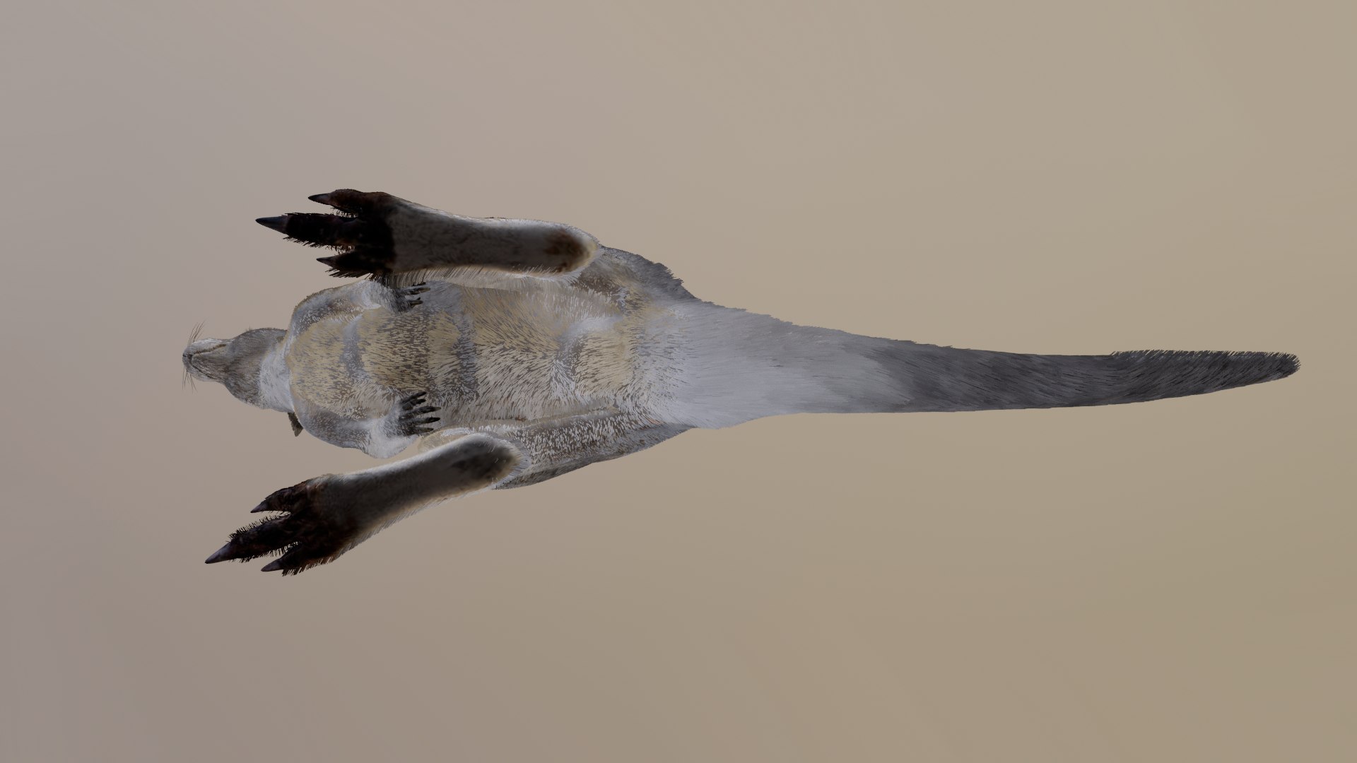 Wallaroo 3D Model - TurboSquid 1930857