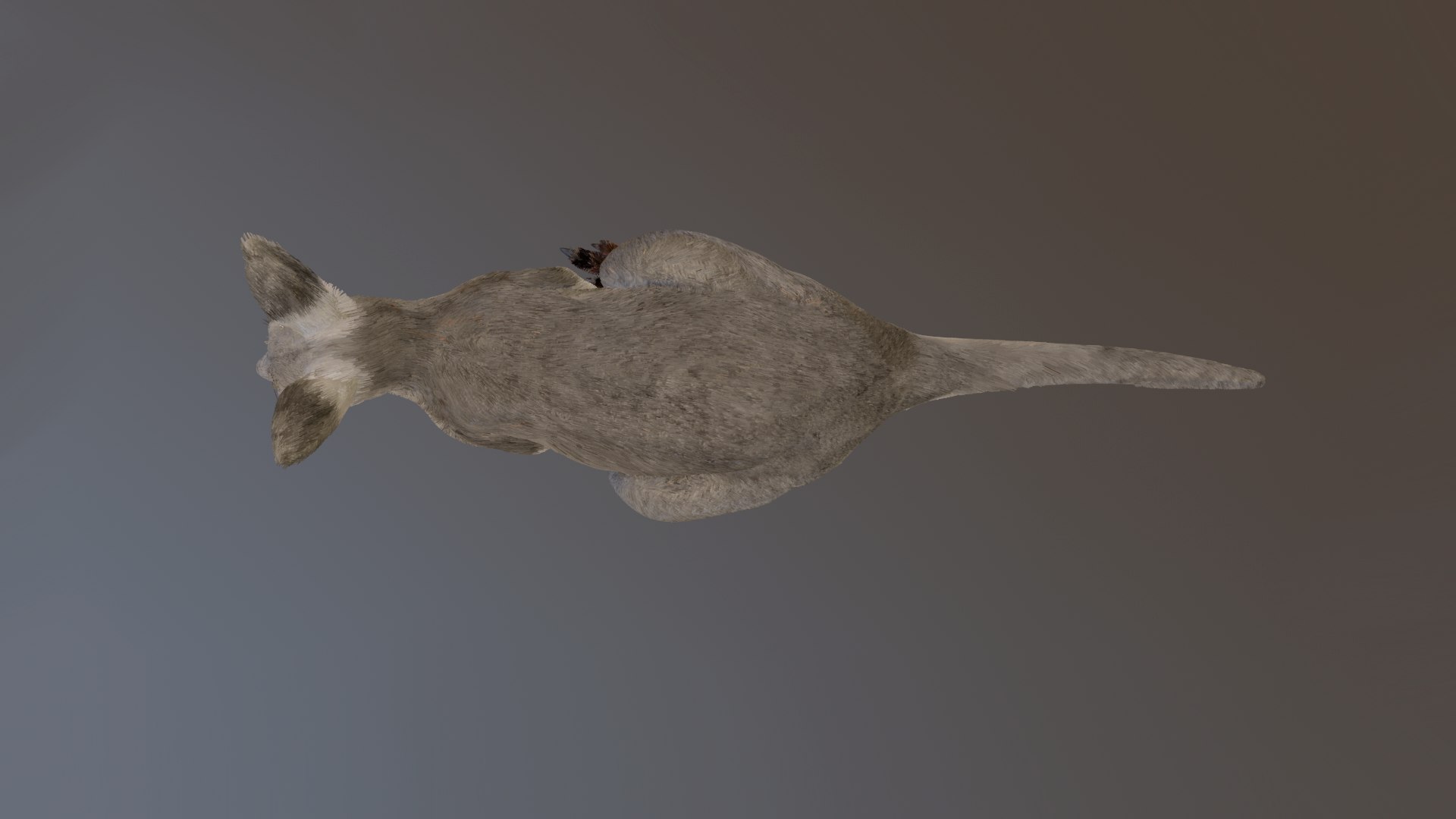 Wallaroo 3D Model - TurboSquid 1930857