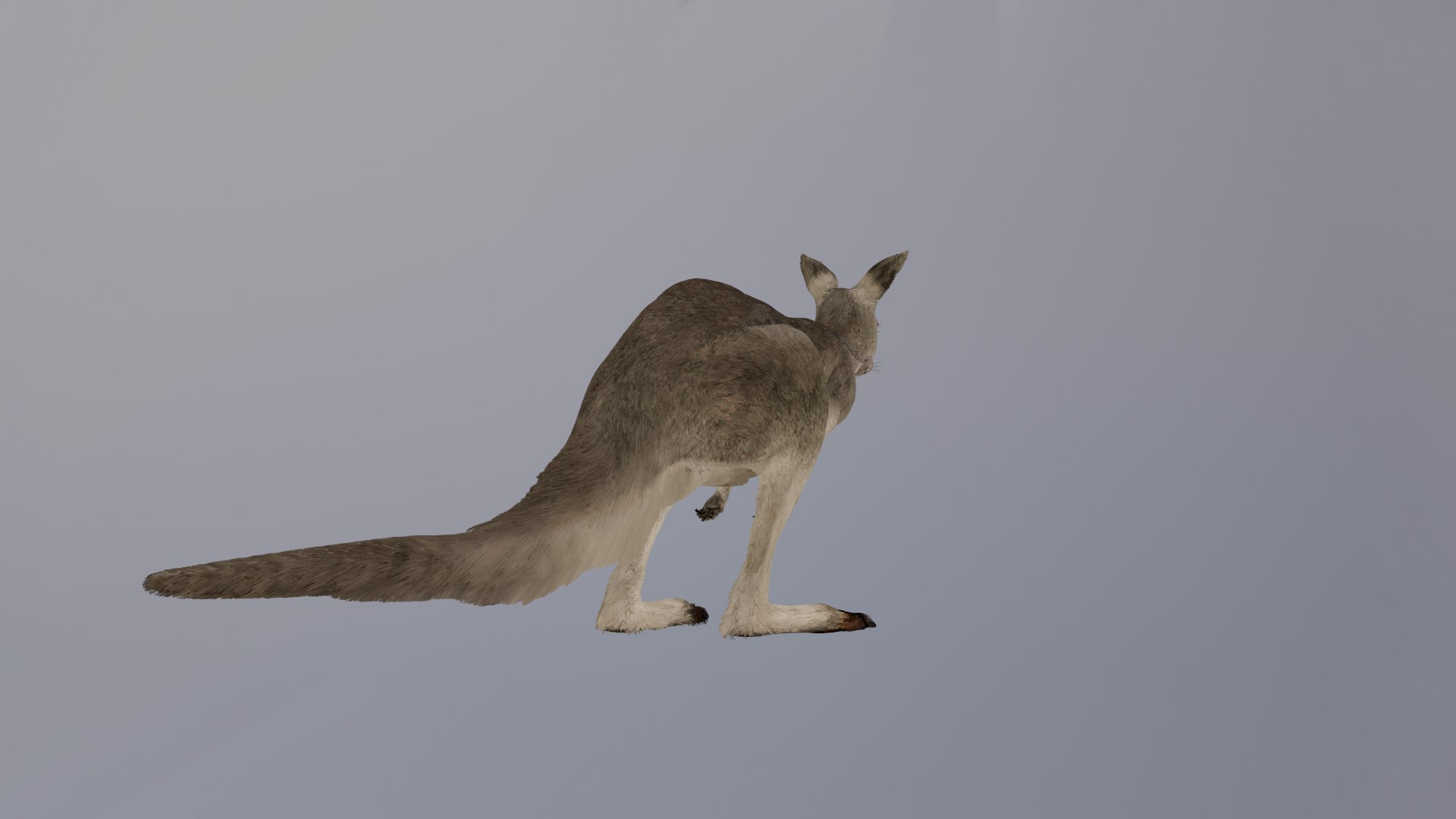 Wallaroo 3D Model - TurboSquid 1930857