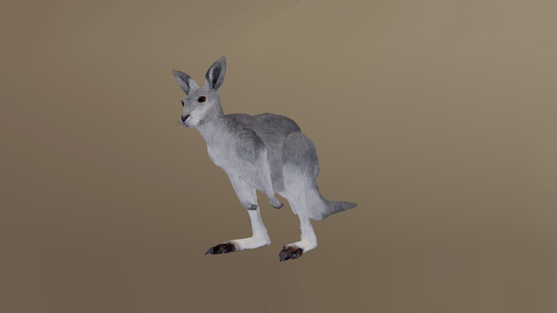 Wallaroo 3D Model - TurboSquid 1930857