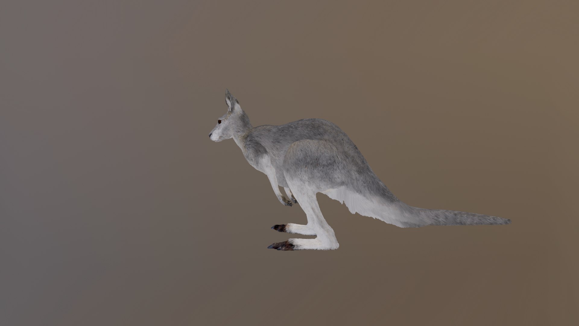 Wallaroo 3D Model - TurboSquid 1930857