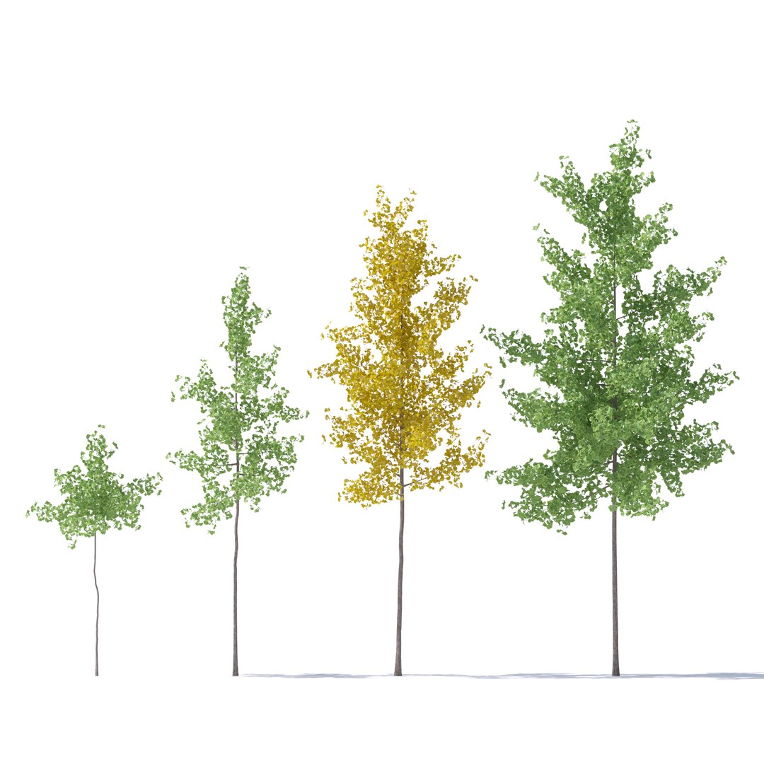 3D Ginkgo Biloba Tree Model - TurboSquid 1678278