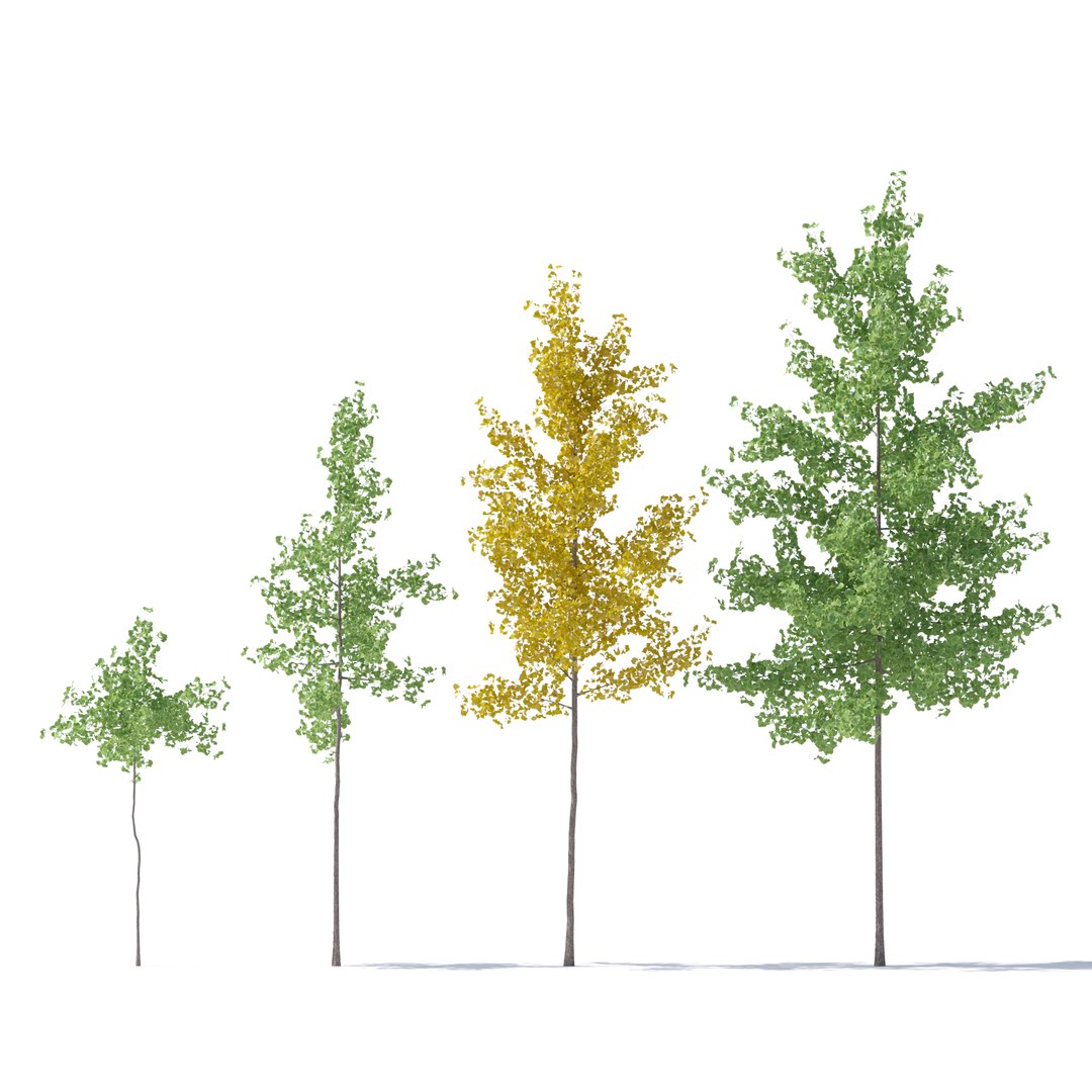3D Ginkgo Biloba Tree Model - TurboSquid 1678278