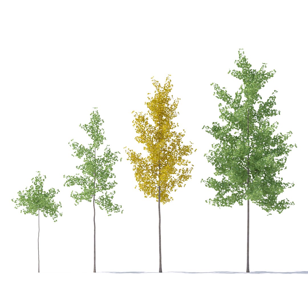 3D Ginkgo Biloba Tree Model - TurboSquid 1678278