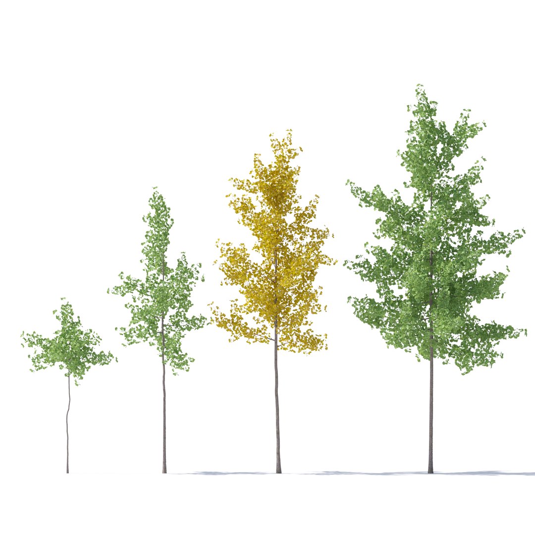3D Ginkgo Biloba Tree Model - TurboSquid 1678278