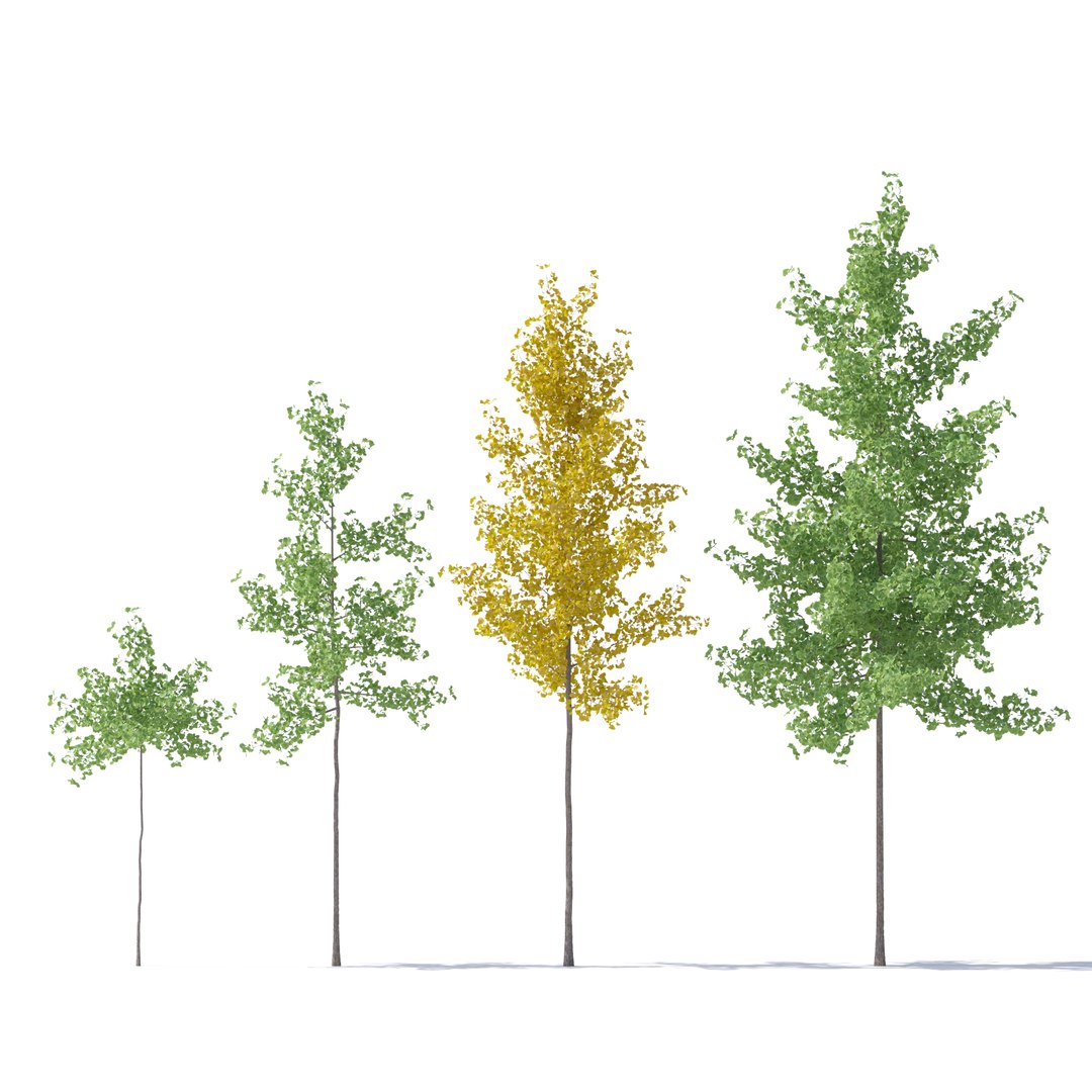 3D Ginkgo Biloba Tree Model - TurboSquid 1678278