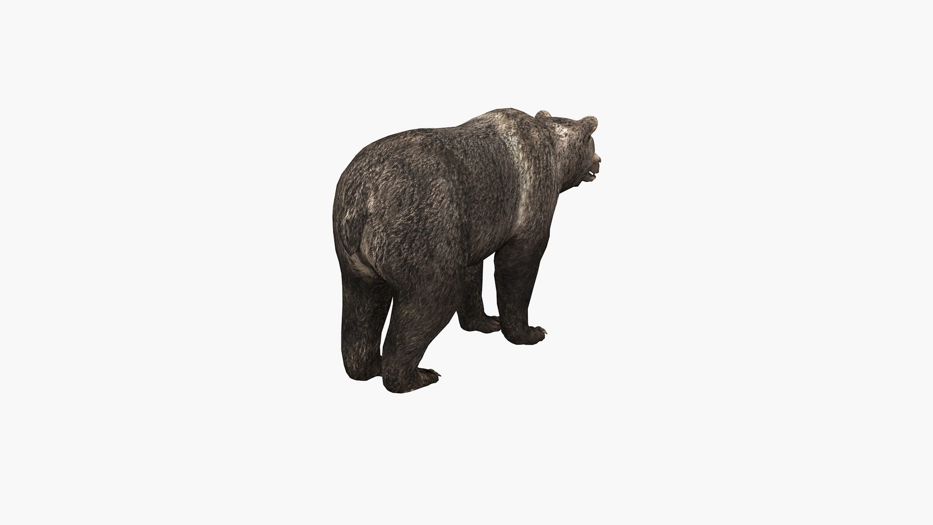 3D Bear Model - TurboSquid 1837731