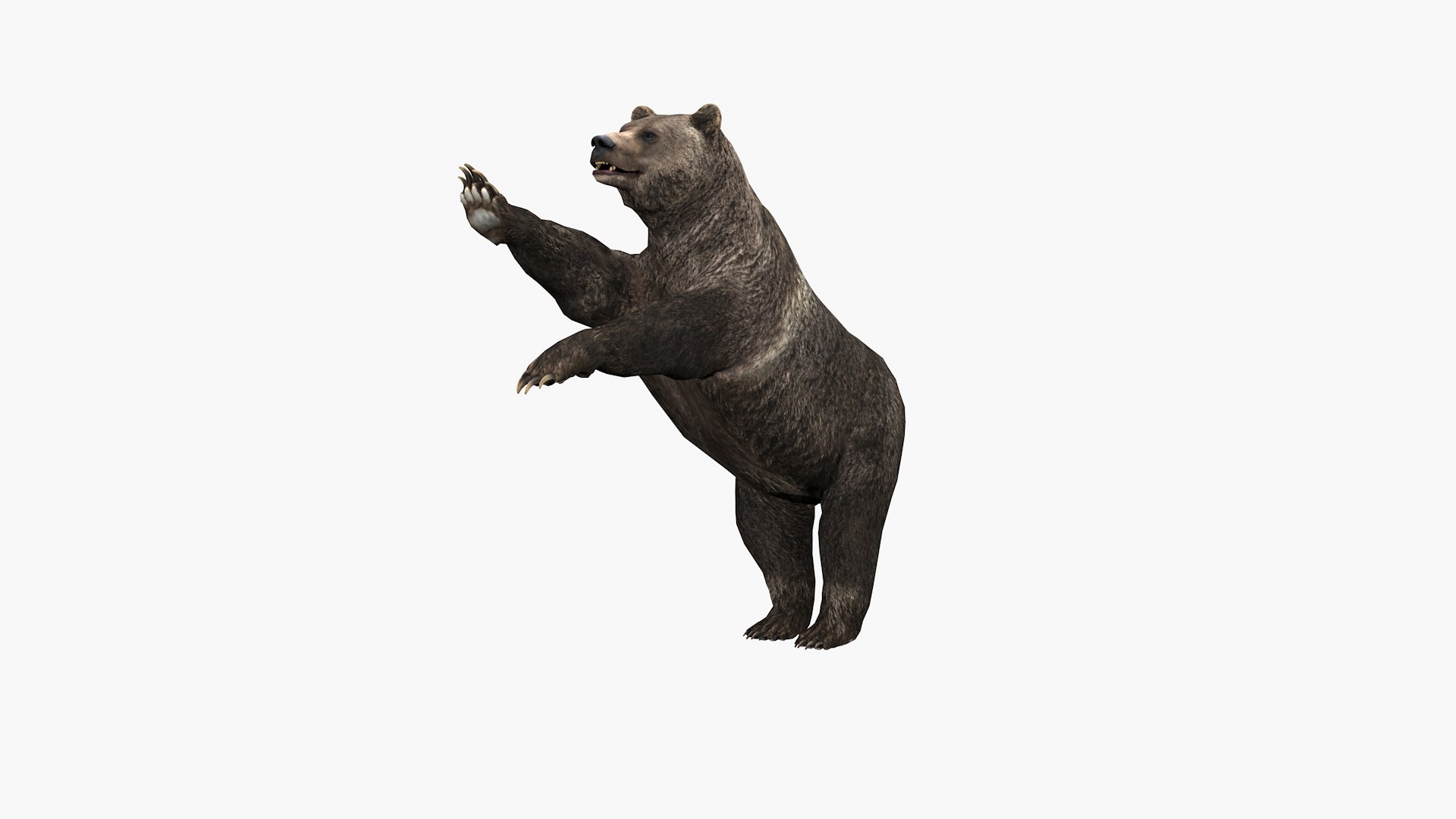3D Bear Model - TurboSquid 1837731