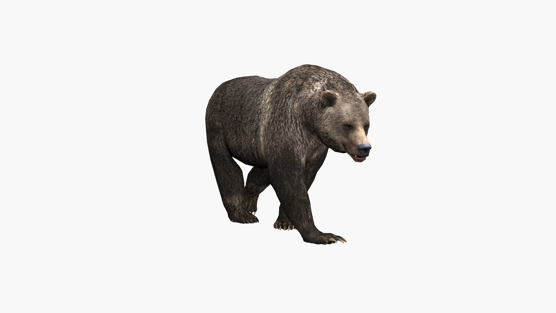 3D Bear Model - TurboSquid 1837731