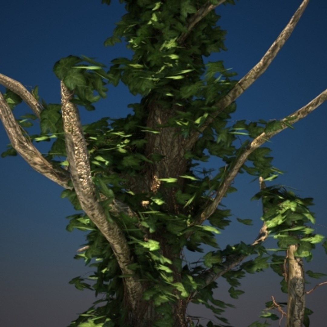 Max Ivy Tree