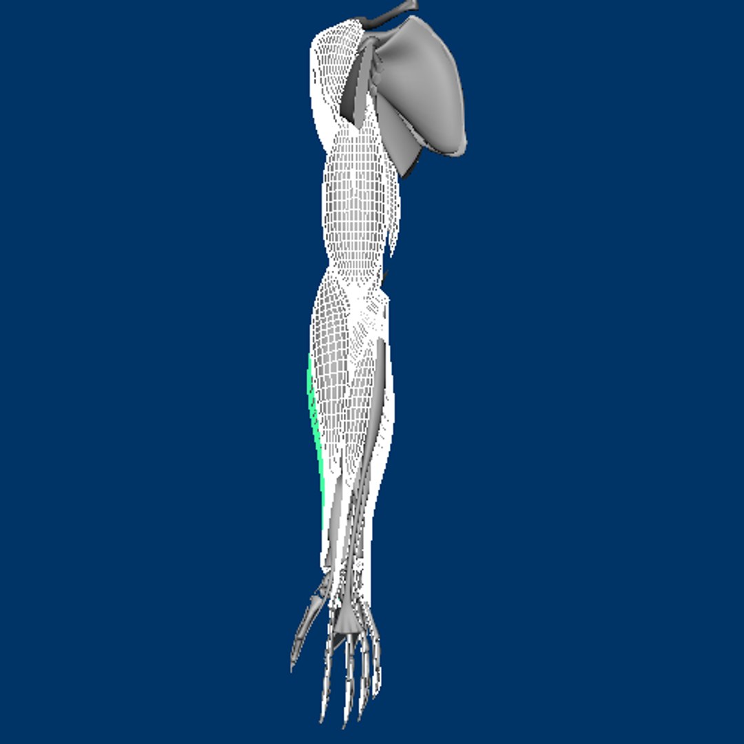 Upper Limb 3d Model