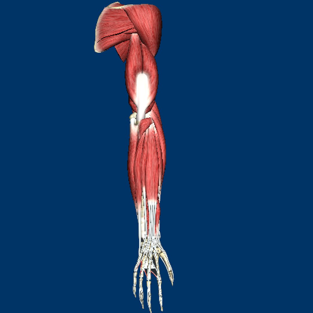 Upper Limb 3d Model