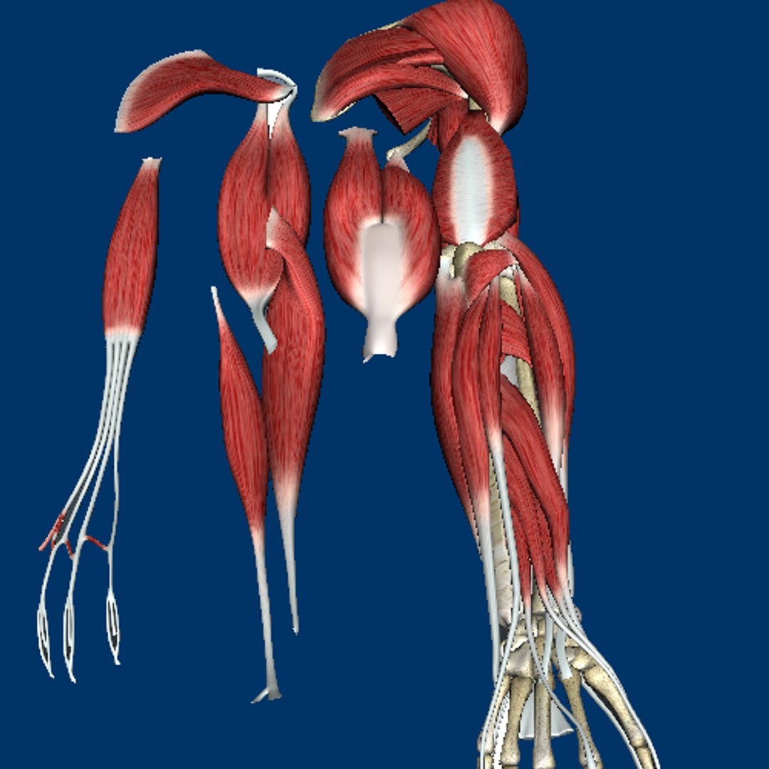 Upper Limb 3d Model