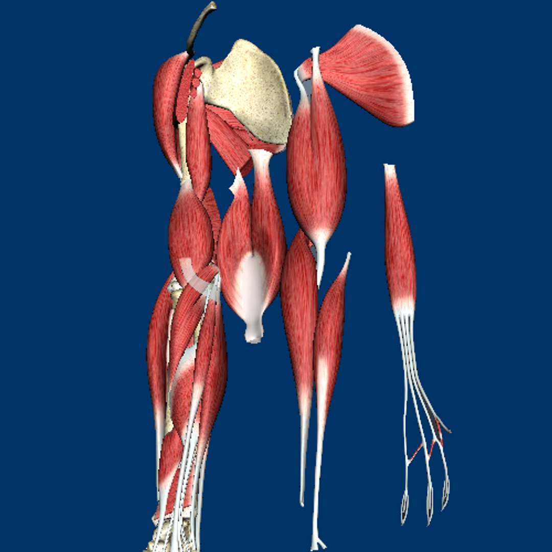 Upper Limb 3d Model