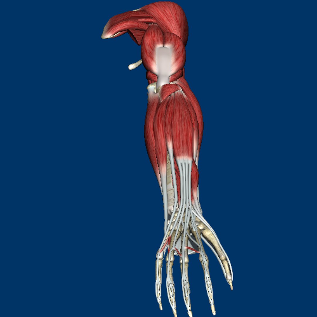 Upper Limb 3d Model