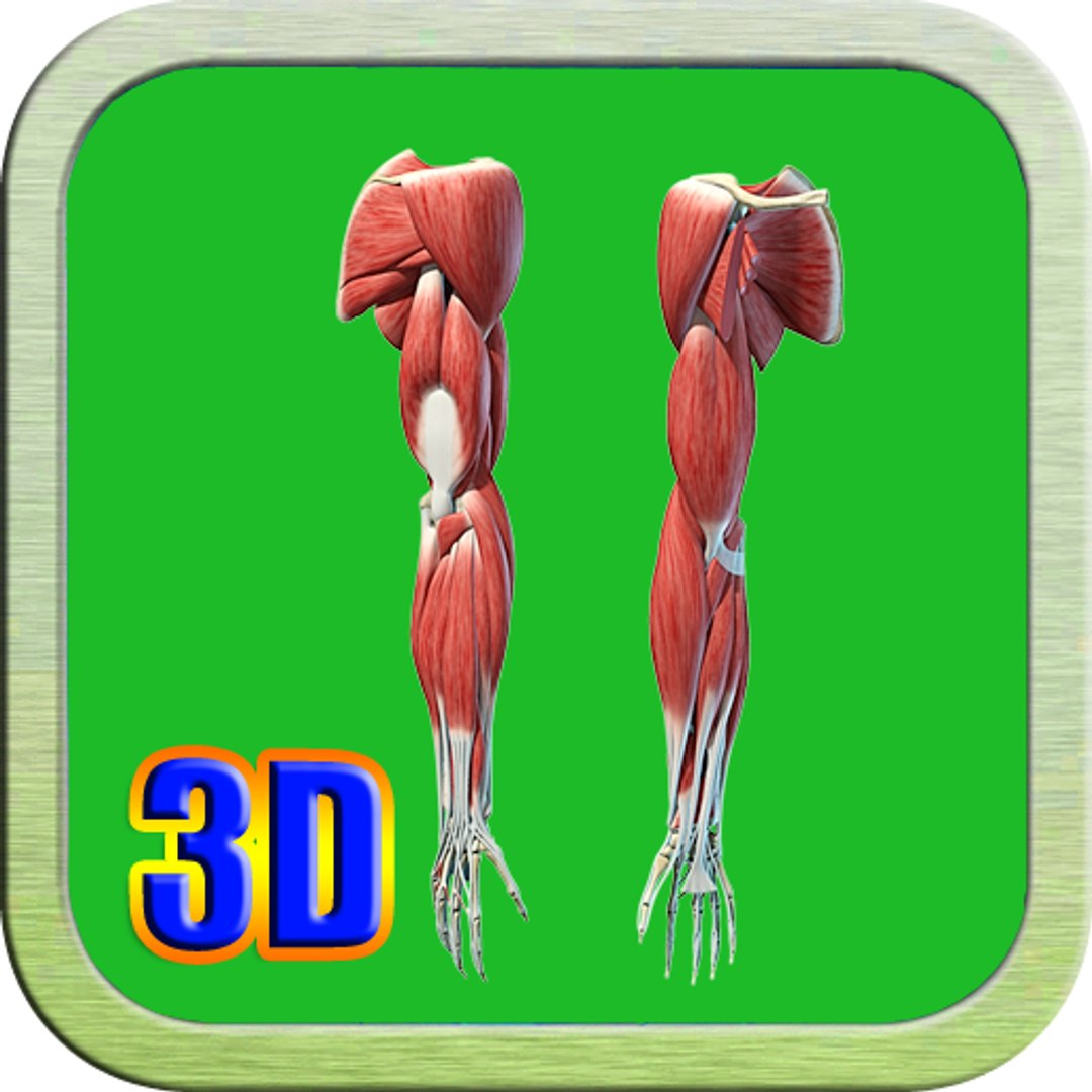Upper Limb 3d Model